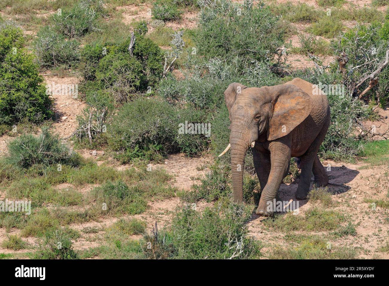 African bush elephant (Loxodonta africana), adult male walking in the ...