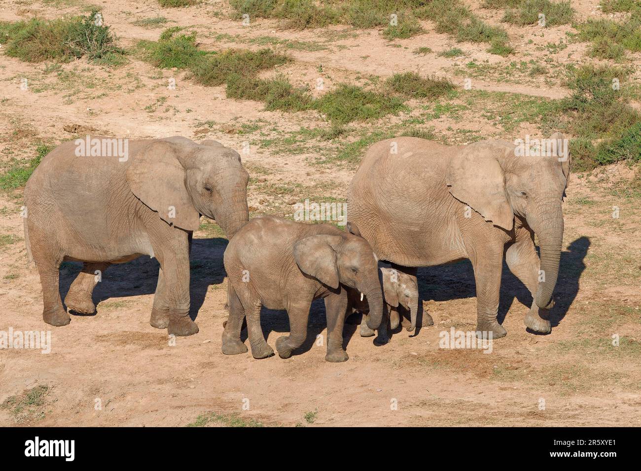 African bush elephants (Loxodonta africana), herd, mother with baby and ...