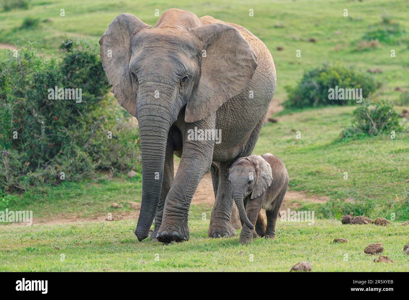African bush elephants (Loxodonta africana), mother with baby elephant ...