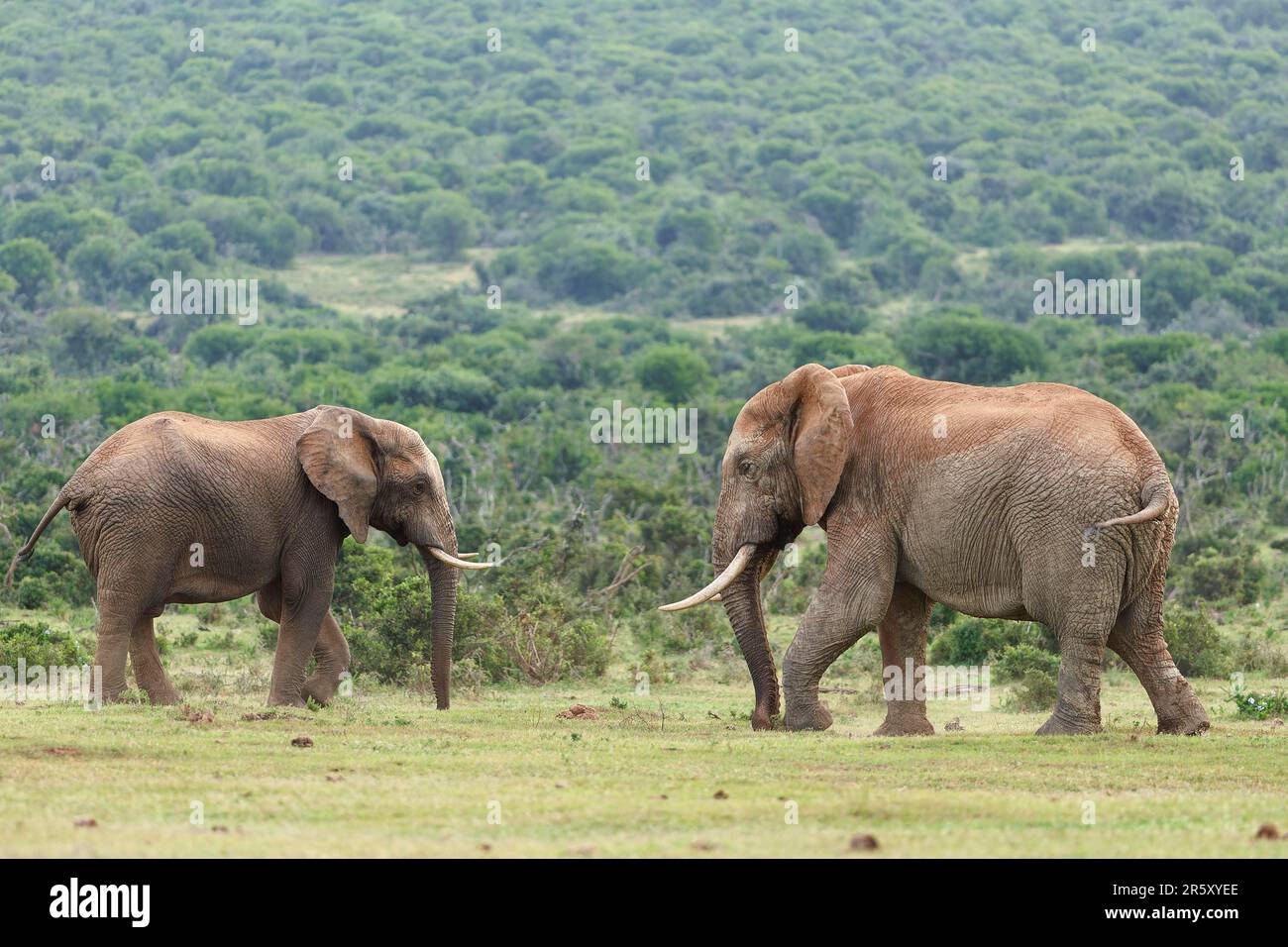 African bush elephants (Loxodonta africana), two male elephants feeding ...
