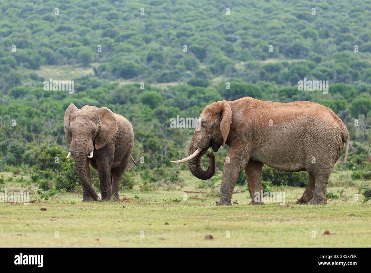 African bush elephants (Loxodonta africana), two male elephants feeding ...
