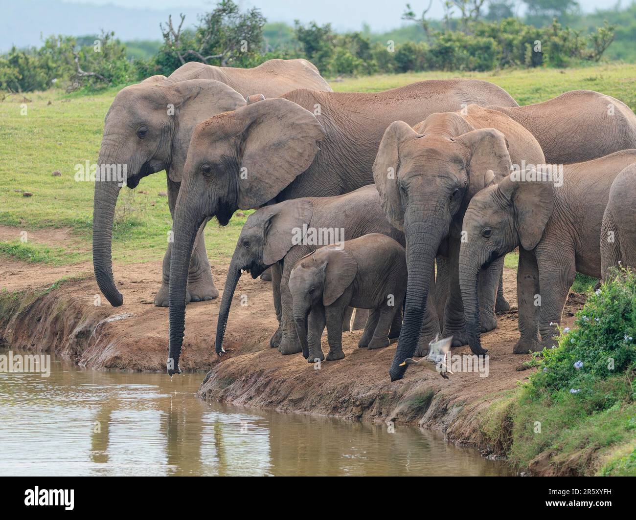 African bush elephants (Loxodonta africana), herd with elephant calves ...