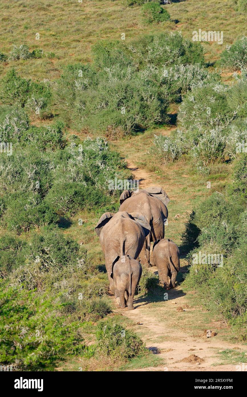 African bush elephants (Loxodonta africana), herd, adults with elephant ...