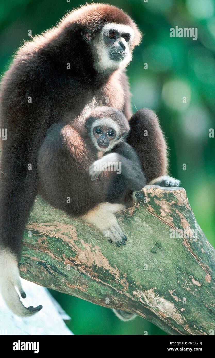 White-handed gibbons (Hylobates lar), female with young Stock Photo - Alamy