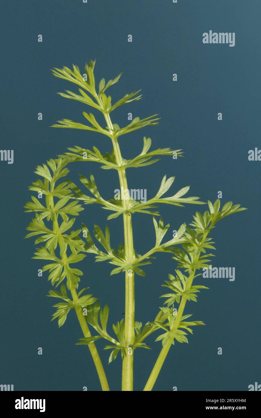 Caraway (Carum carvi Stock Photo - Alamy