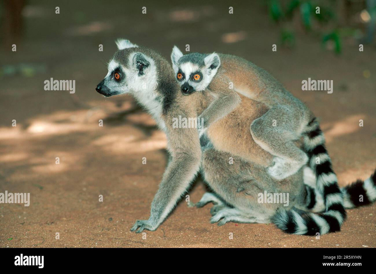 Two ring tailed lemurs sit hi-res stock photography and images - Alamy