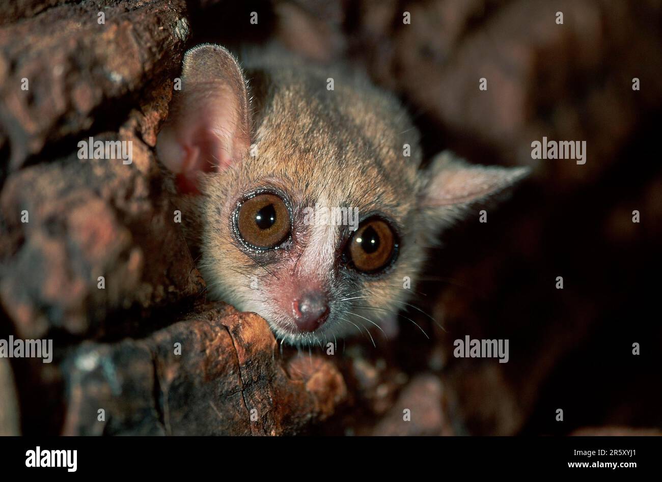 Small Mouse Lemur, gray mouse lemur (Microcebus murinus), Madagascar ...
