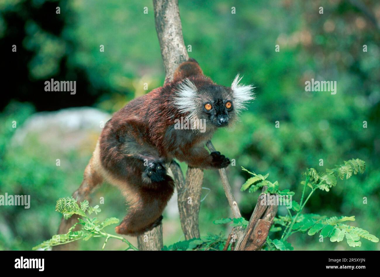 Black Lemurs, female with young, Nosy Komba, Madagascar (Lemur macaco ...
