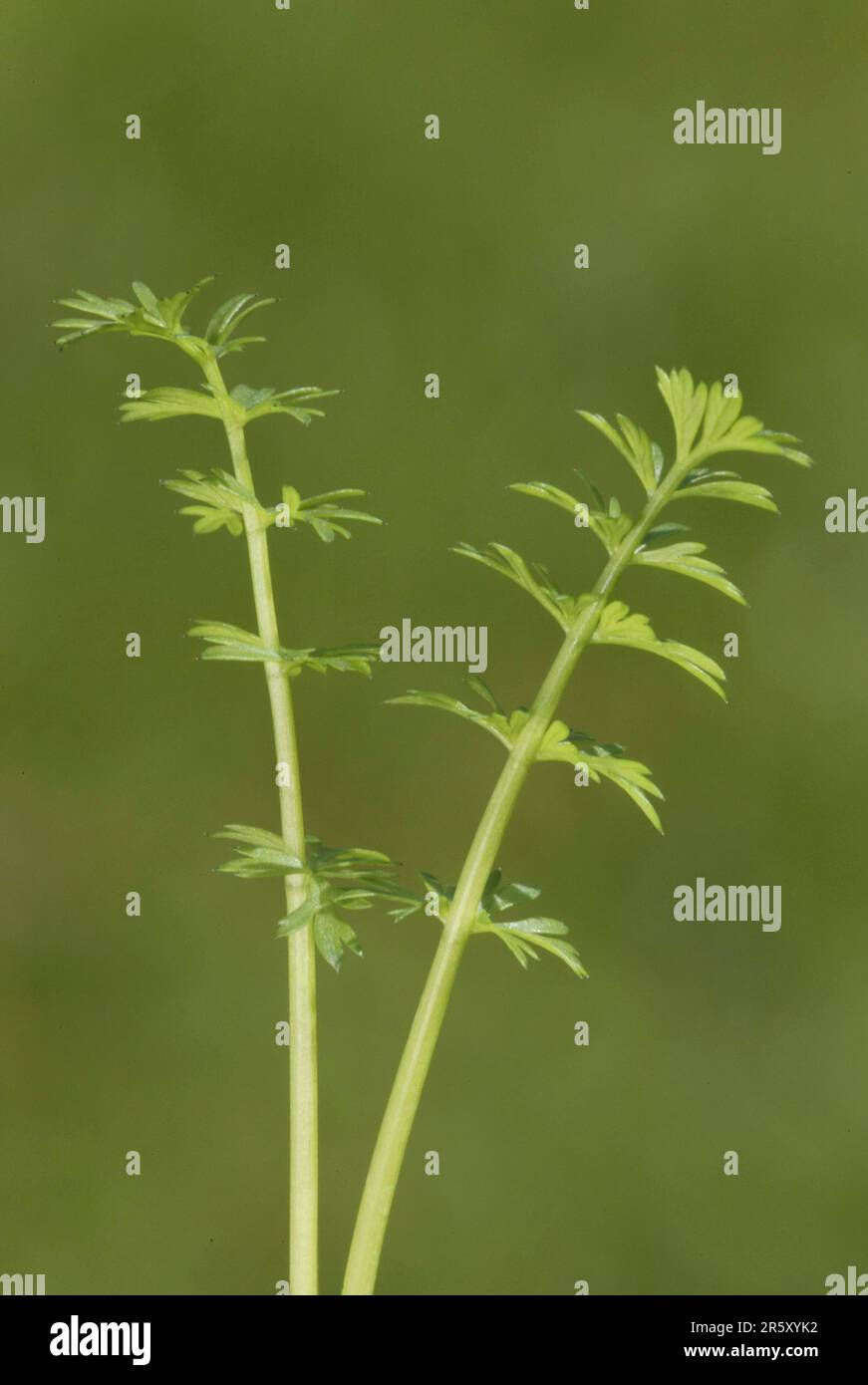 Carum carvi leaf hi-res stock photography and images - Alamy