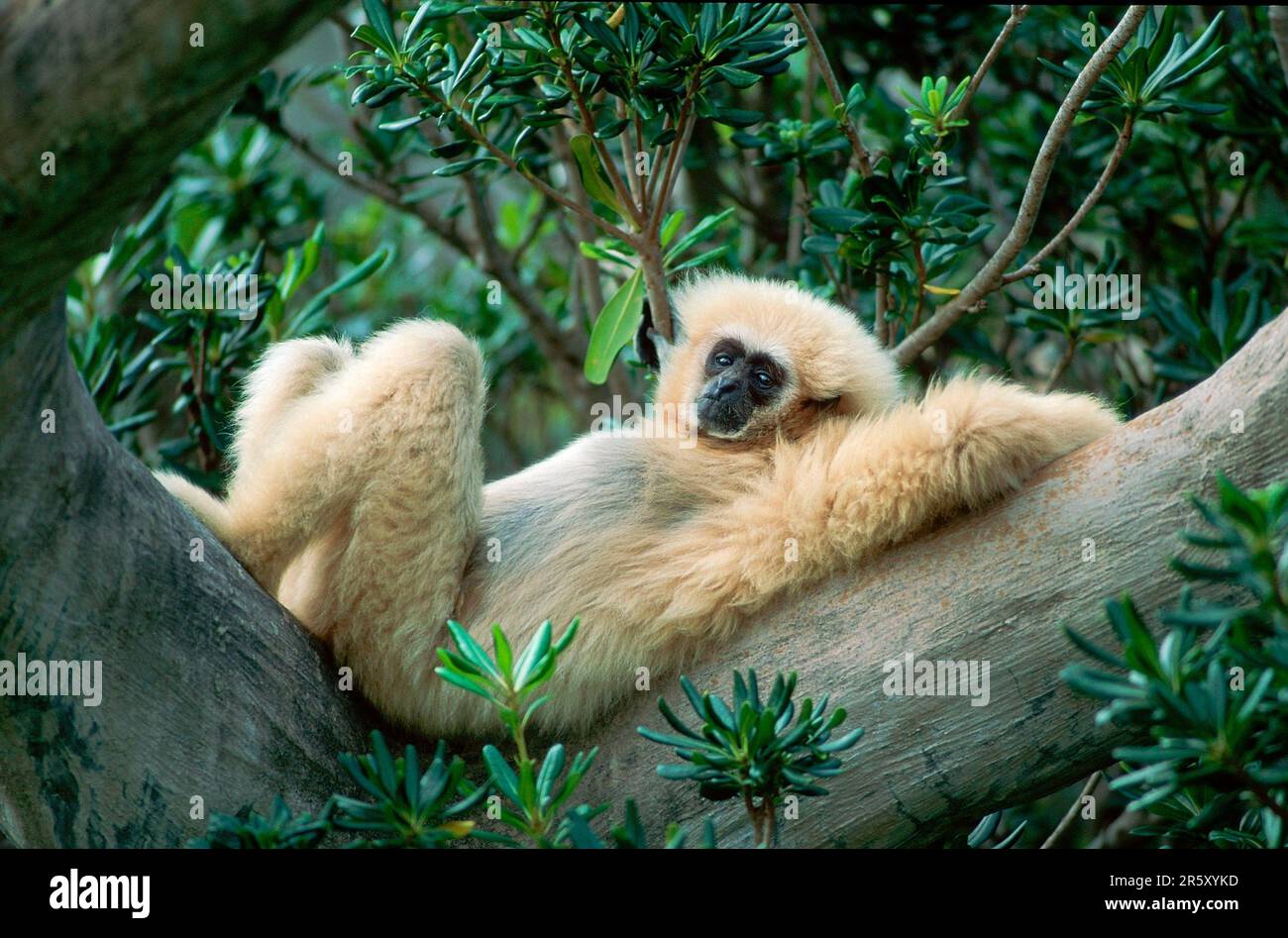 White-handed Gibbon (Hylobates lar), side Stock Photo - Alamy