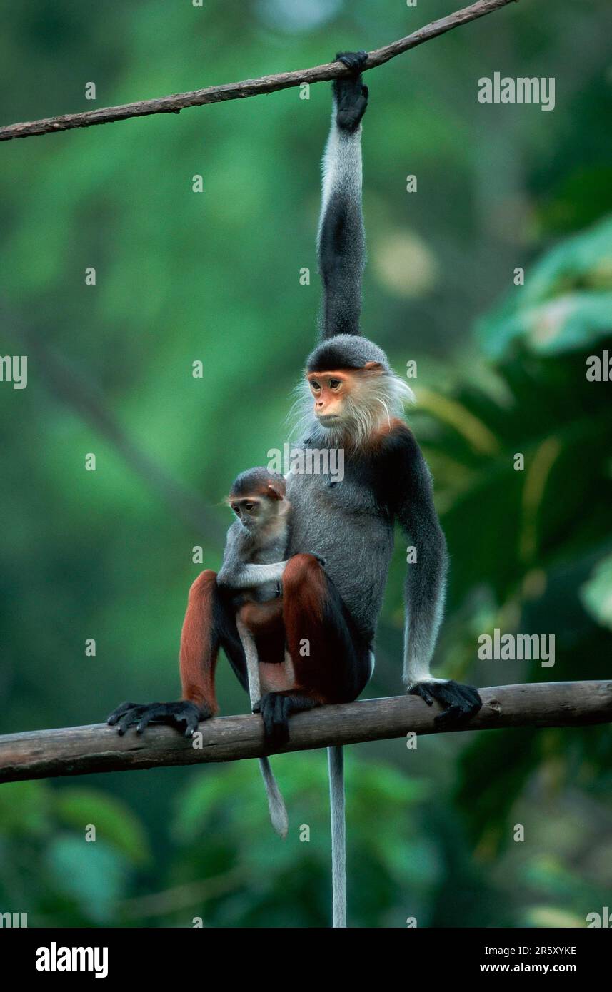 Red-shanked Douc (Pygathrix nemaeus) Langurs, female with young Stock ...