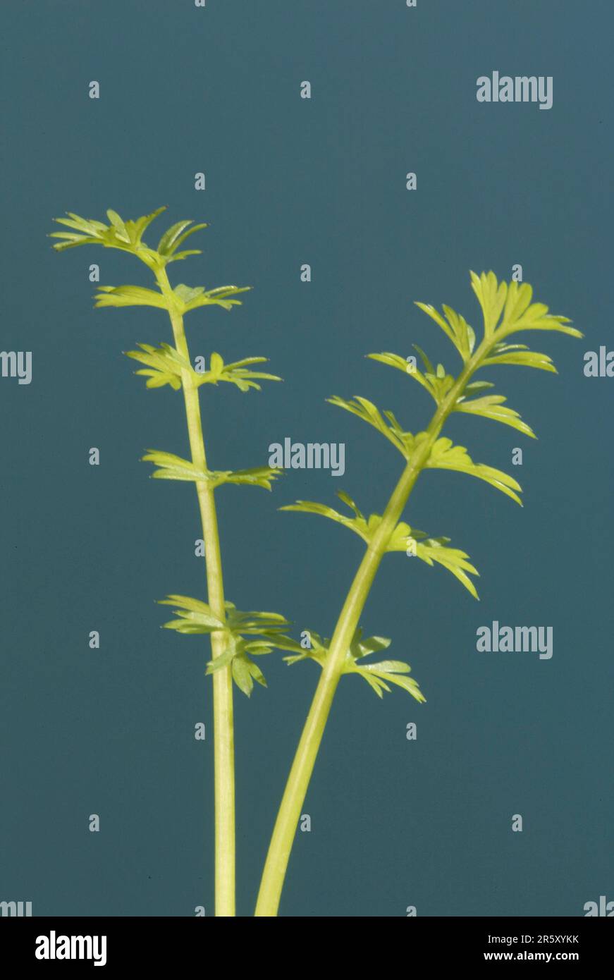 Carum carvi plant hi-res stock photography and images - Alamy