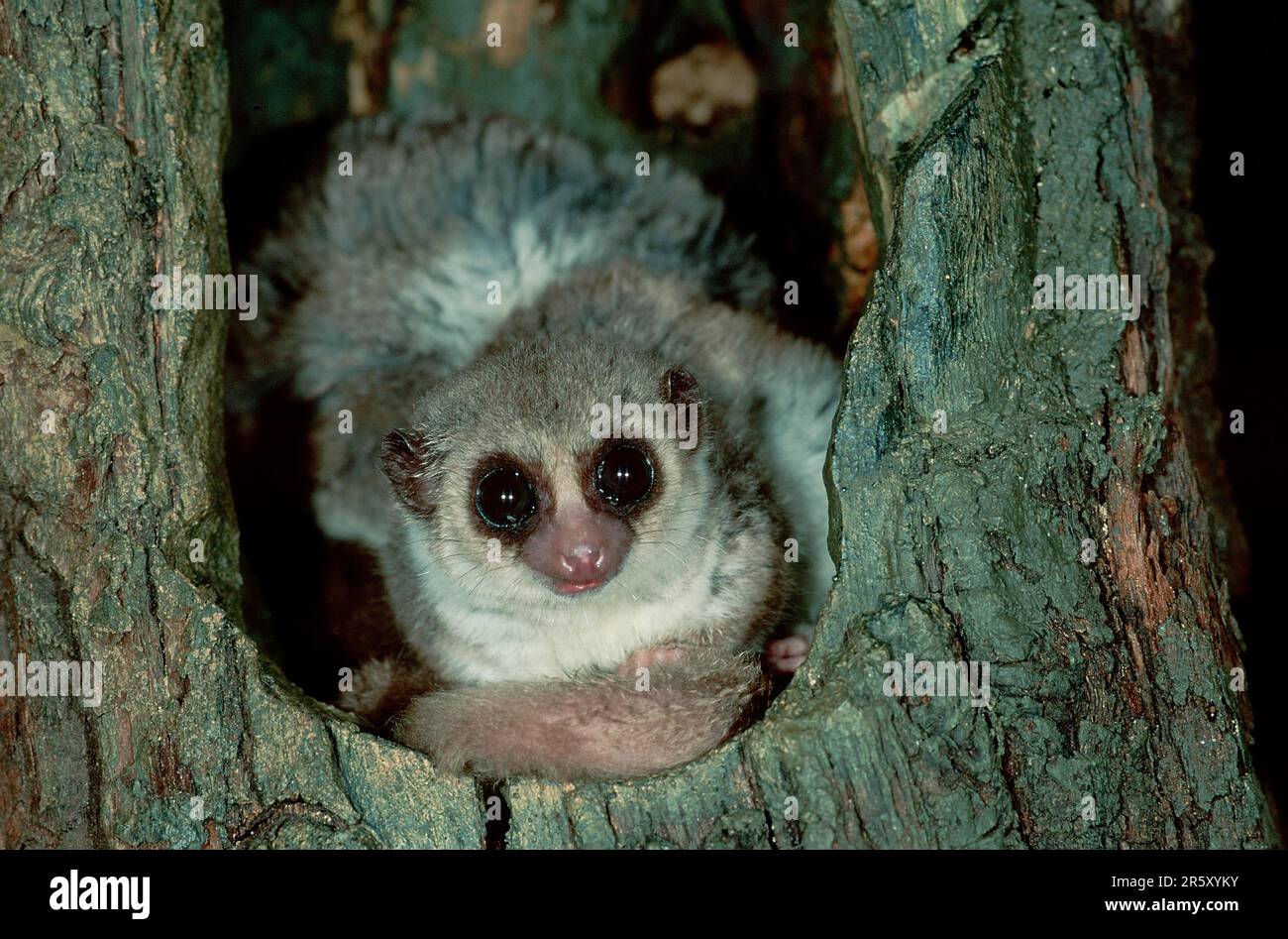 Lesser Dwarf Lemur (Cheirogaleus medius), Berenty, Madagascar Stock ...