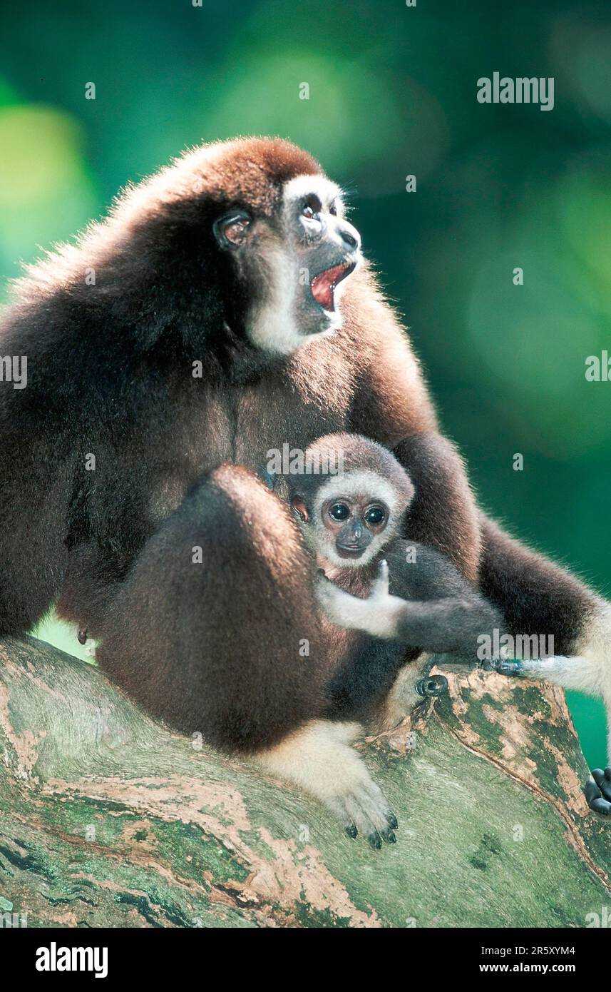 White-handed gibbons (Hylobates lar), female with young Stock Photo - Alamy