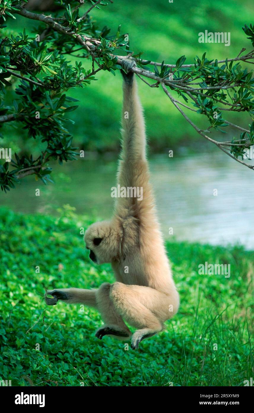 Side view lar gibbon hi-res stock photography and images - Alamy