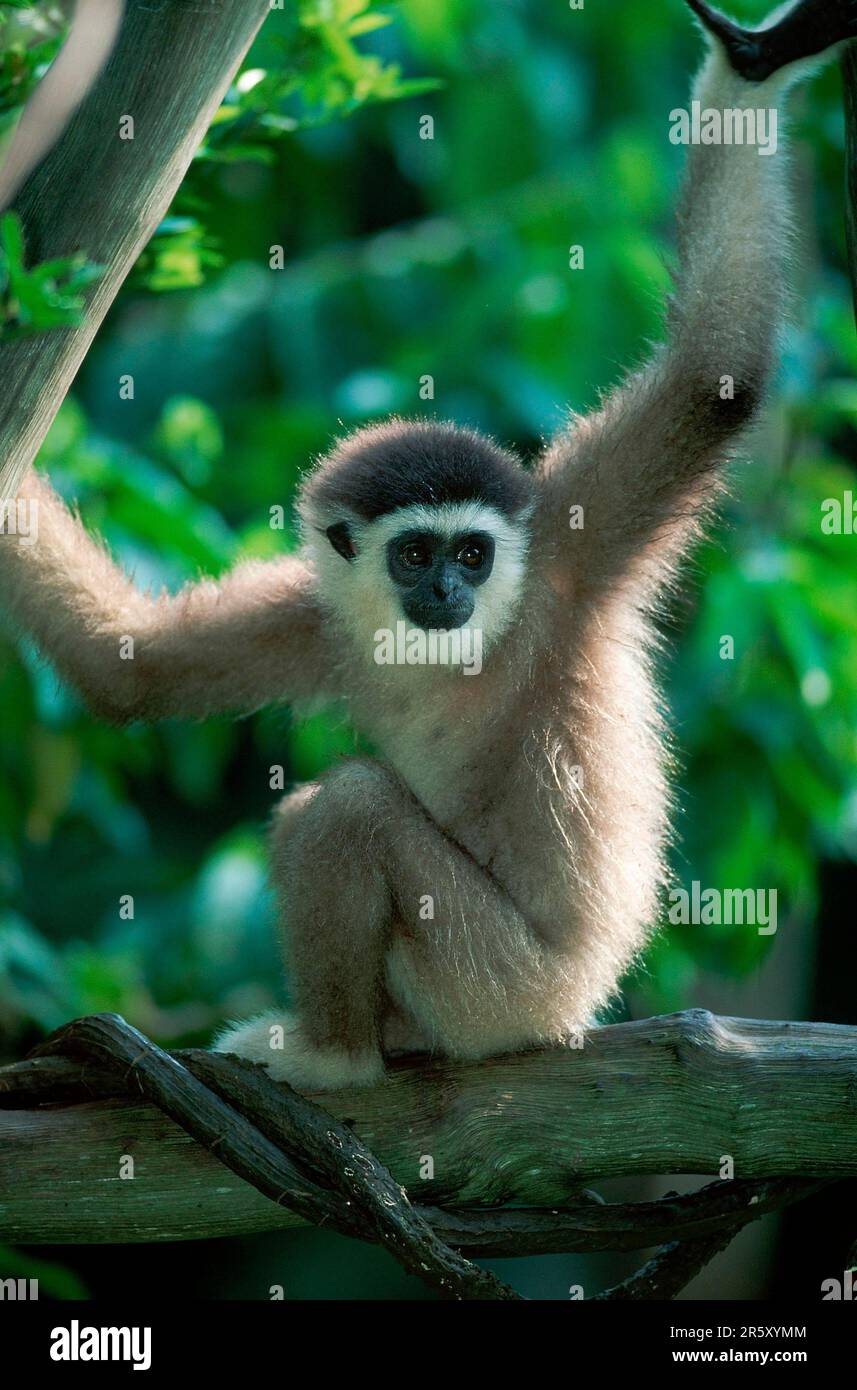 Hylobates muelleri hi-res stock photography and images - Alamy