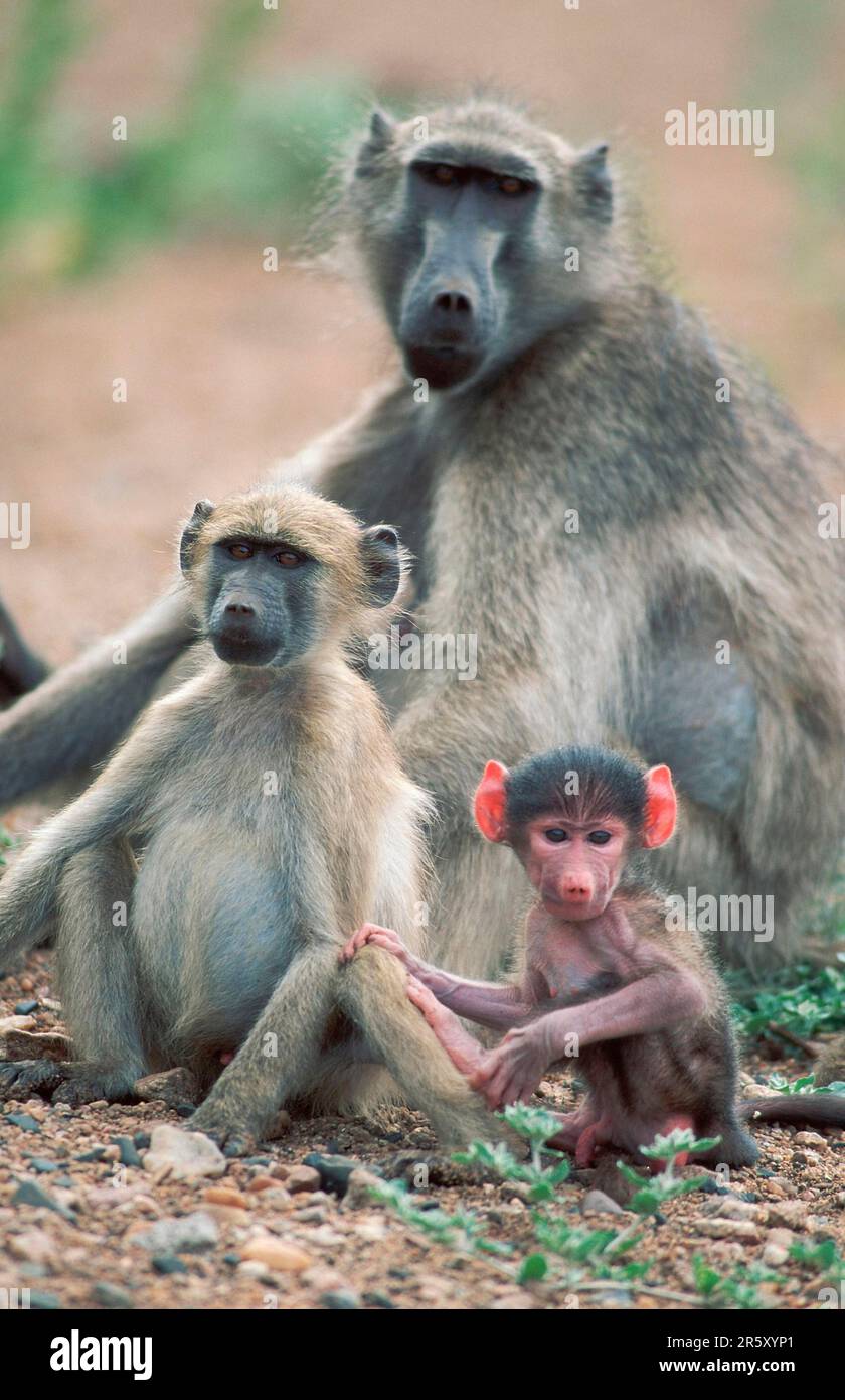Chacma Baboons (Papio ursinus), female with youngs, Kruger national park, South Africa Stock ...