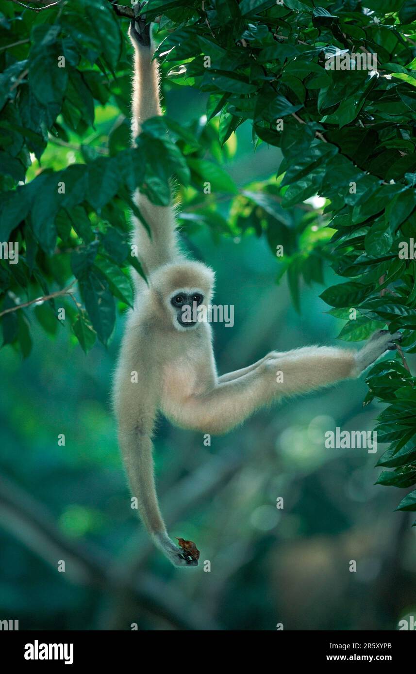 White-handed (primates) gibbon (Hylobates lar) (animals) (mammals ...