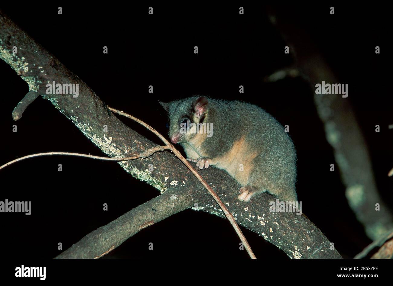Fluffy Glider (Petaurus australis Stock Photo - Alamy