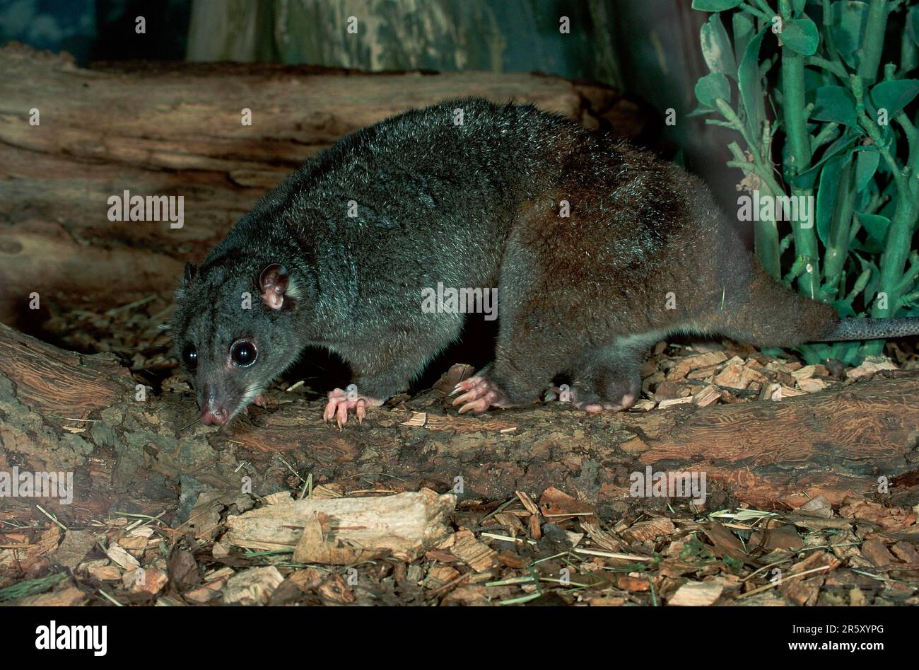 Scaly-tailed Possum (Wyulda squamicaudata), side Stock Photo - Alamy