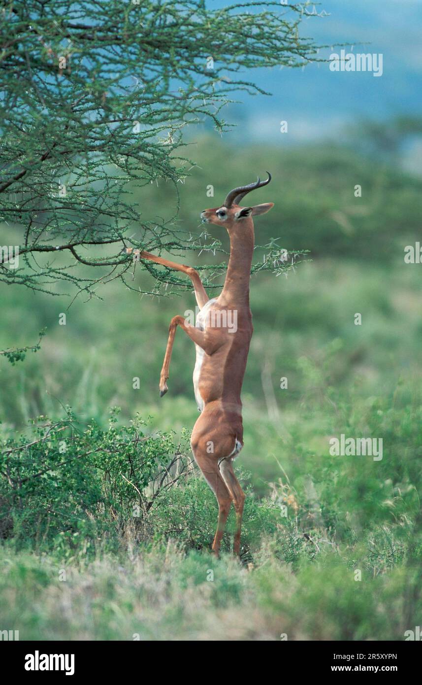 Gerenuk (Litocranius walleri), male, Samburu Game Reserve, Page, Kenya ...