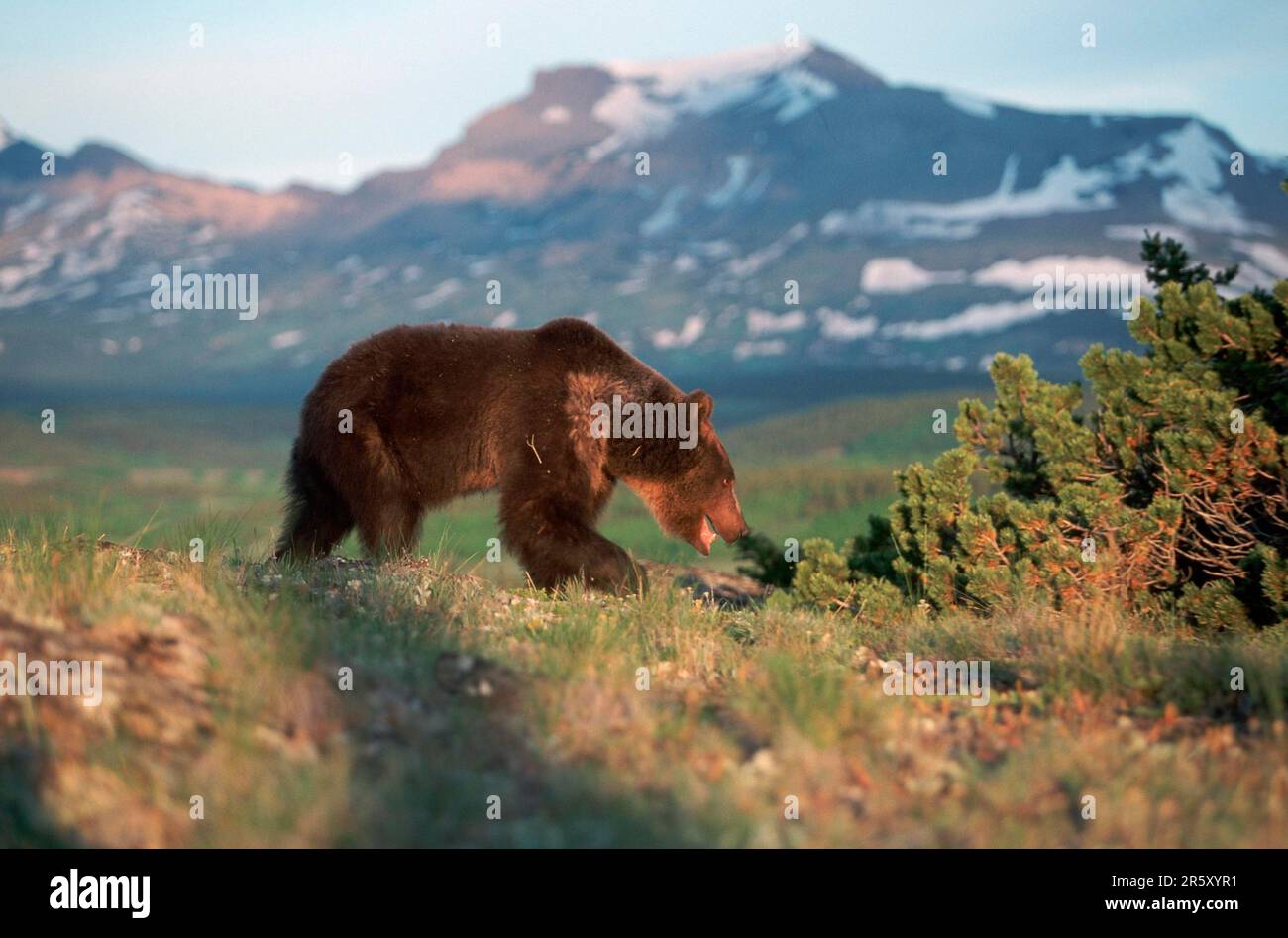 Grizzly bear range hi-res stock photography and images - Alamy