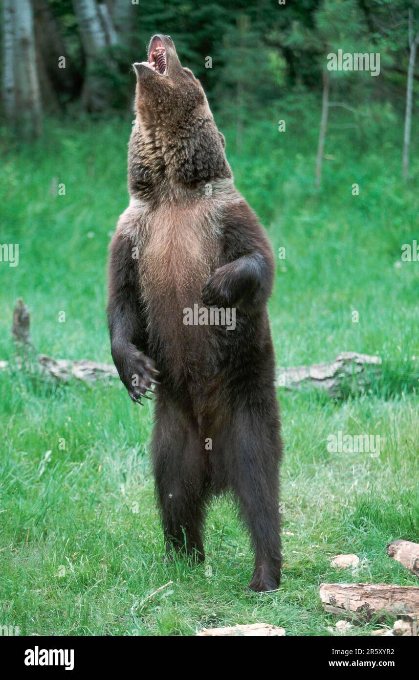 American grizzly hi-res stock photography and images - Alamy