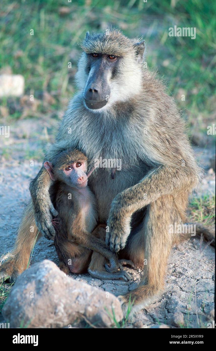 Yellow baboons (Papio cynocephalus), female with young, Amboseli ...