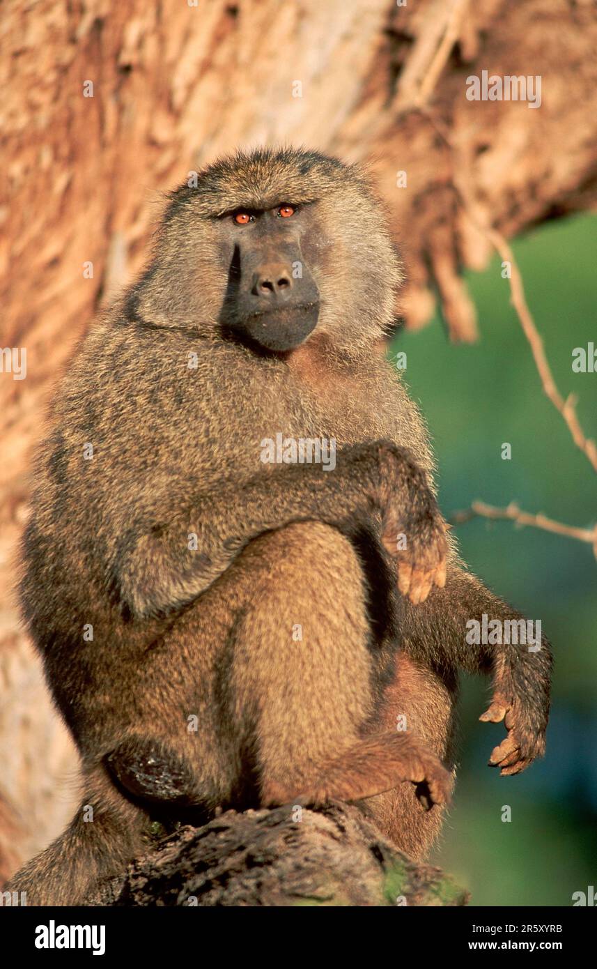 Anubis Baboon (Papio anubis), male, Samburu game reserve, Kenya (Papio ...