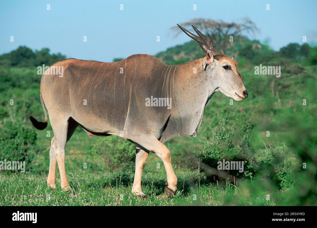 Common eland (Taurotragus oryx), male, Samburu Game Reserve ...