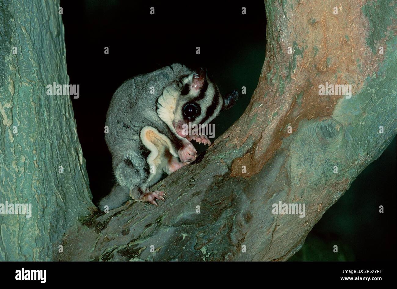 Sugar Glider (Petaurus breviceps Stock Photo - Alamy