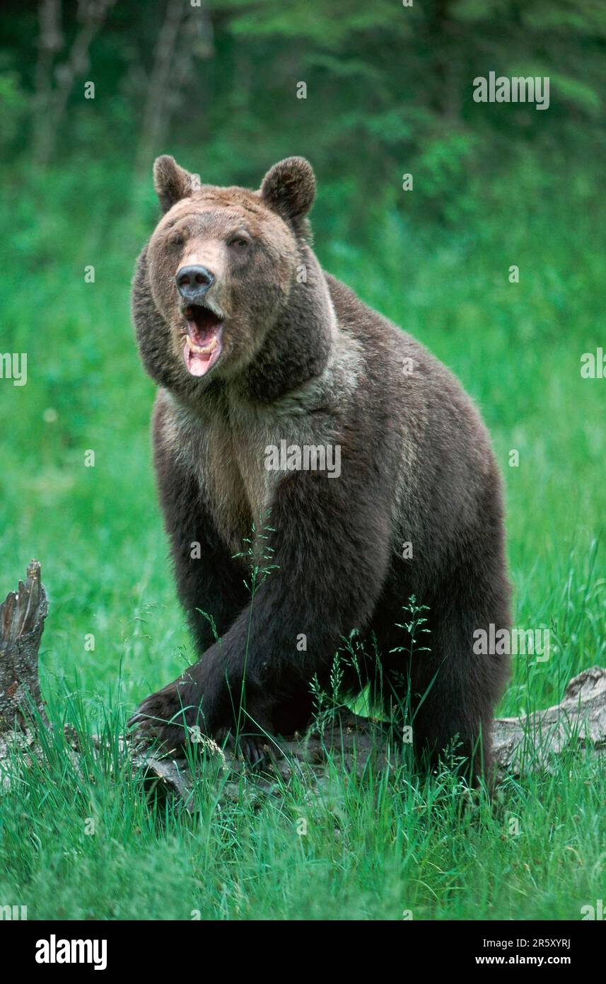 Grizzly bear (Ursus arctos horribilis Stock Photo - Alamy