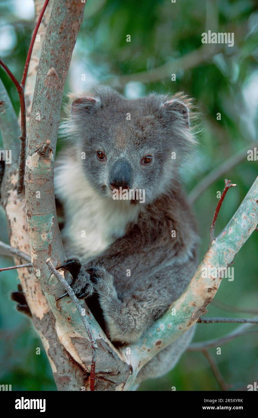 Australian koala bears hi-res stock photography and images - Alamy