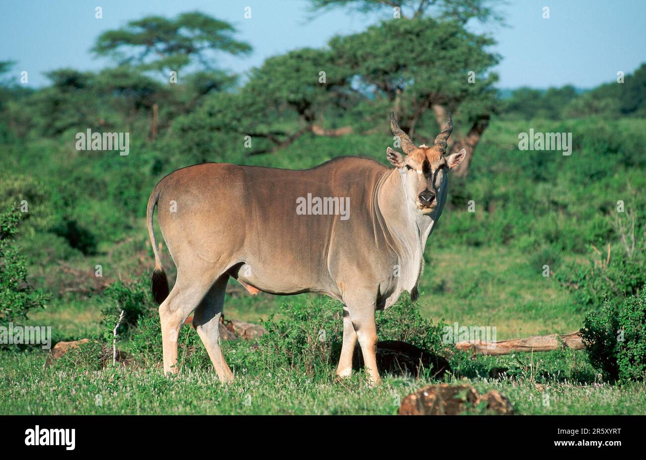 Common Eland (Taurotragus oryx), male, Samburu Game Reserve, Kenya ...