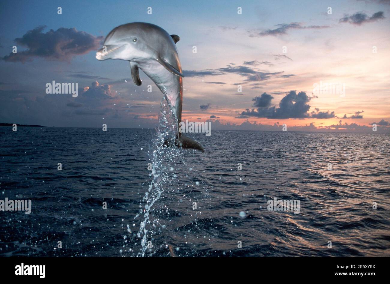 Bottlenose Dolphin (Tursiops truncatus), Honduras Stock Photo - Alamy