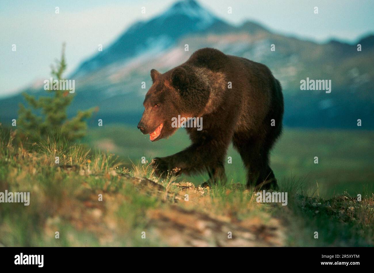 Grizzly bear (Ursus arctos horribilis Stock Photo - Alamy