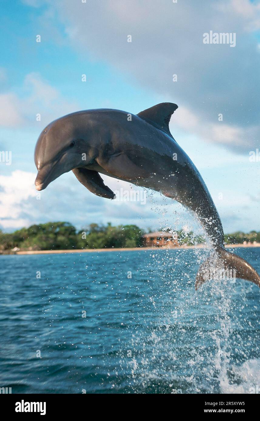 Caribbean dolphin mature hi-res stock photography and images - Alamy