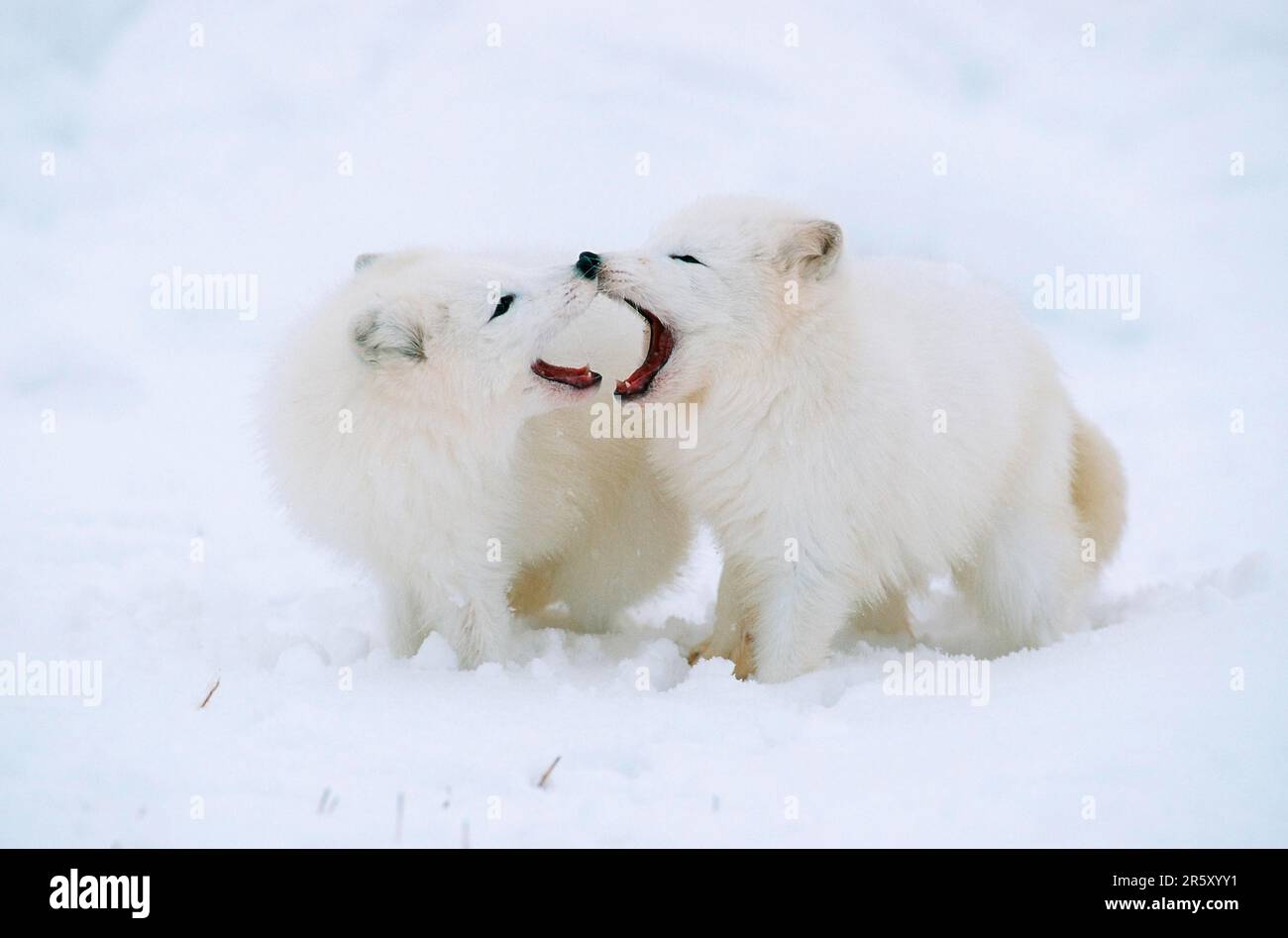 Two arctic fox vulpes hi-res stock photography and images - Alamy