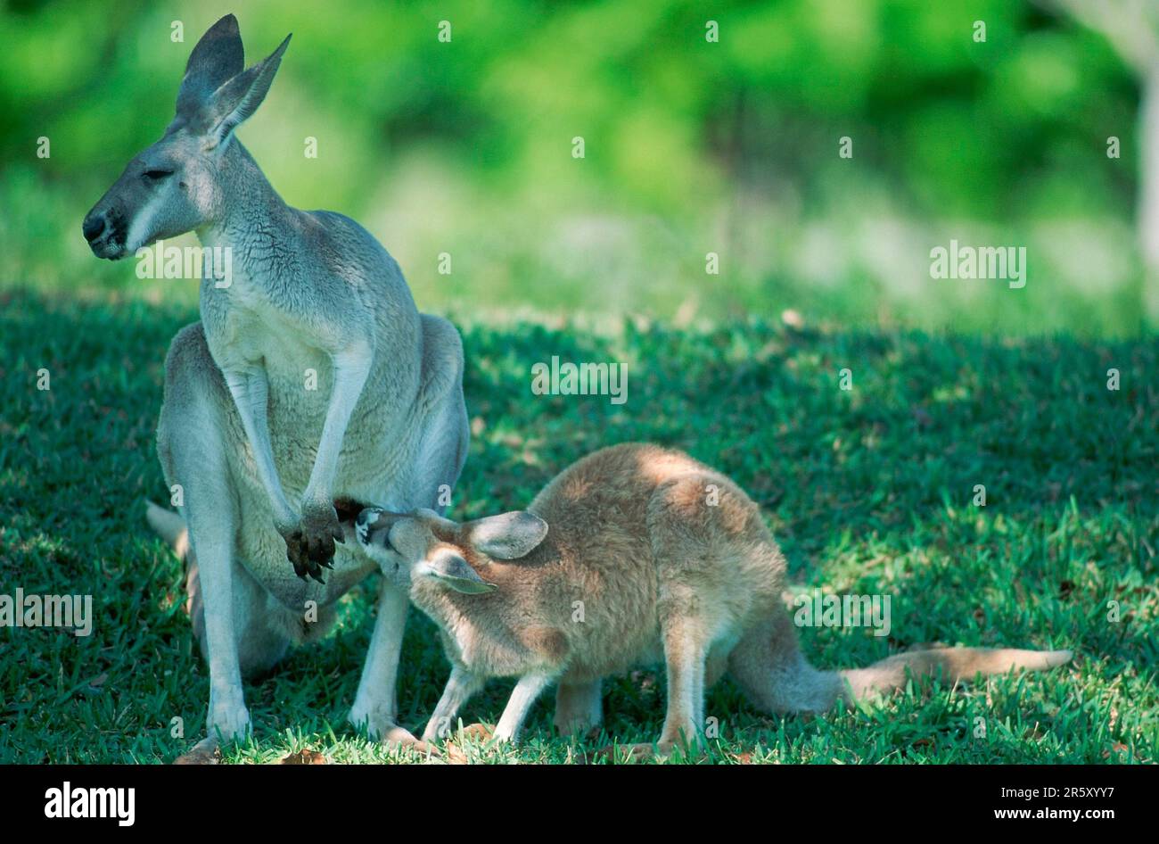 Red red kangaroo (Macropus rufus), female with young, Australia Stock ...
