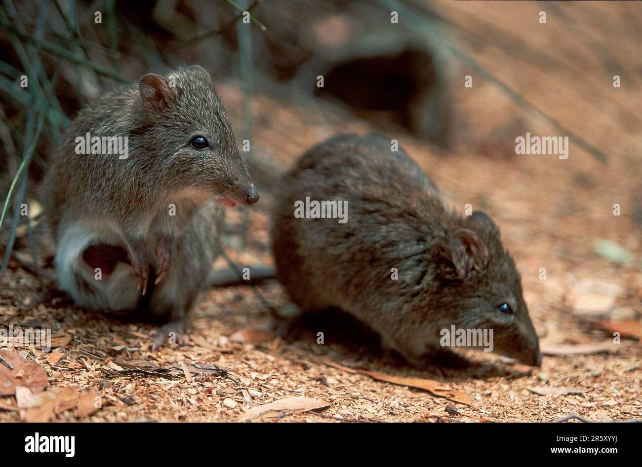 Long-nosed potoroos (Potorous tridactylus), rat kangaroos, rat ...