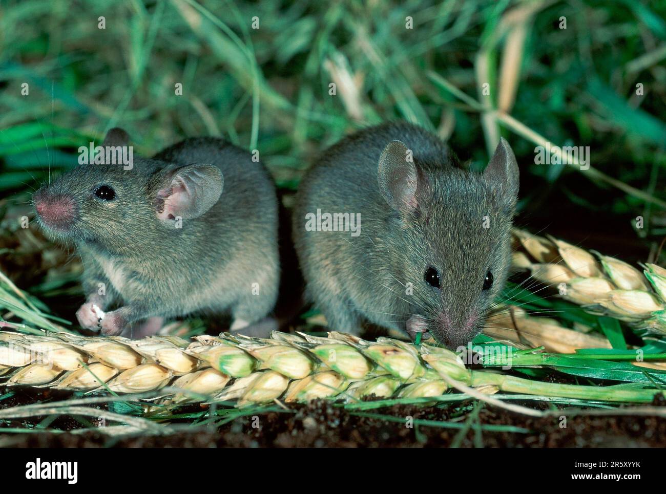 House Mice (Mus musculus) eating grain, Germany Stock Photo - Alamy