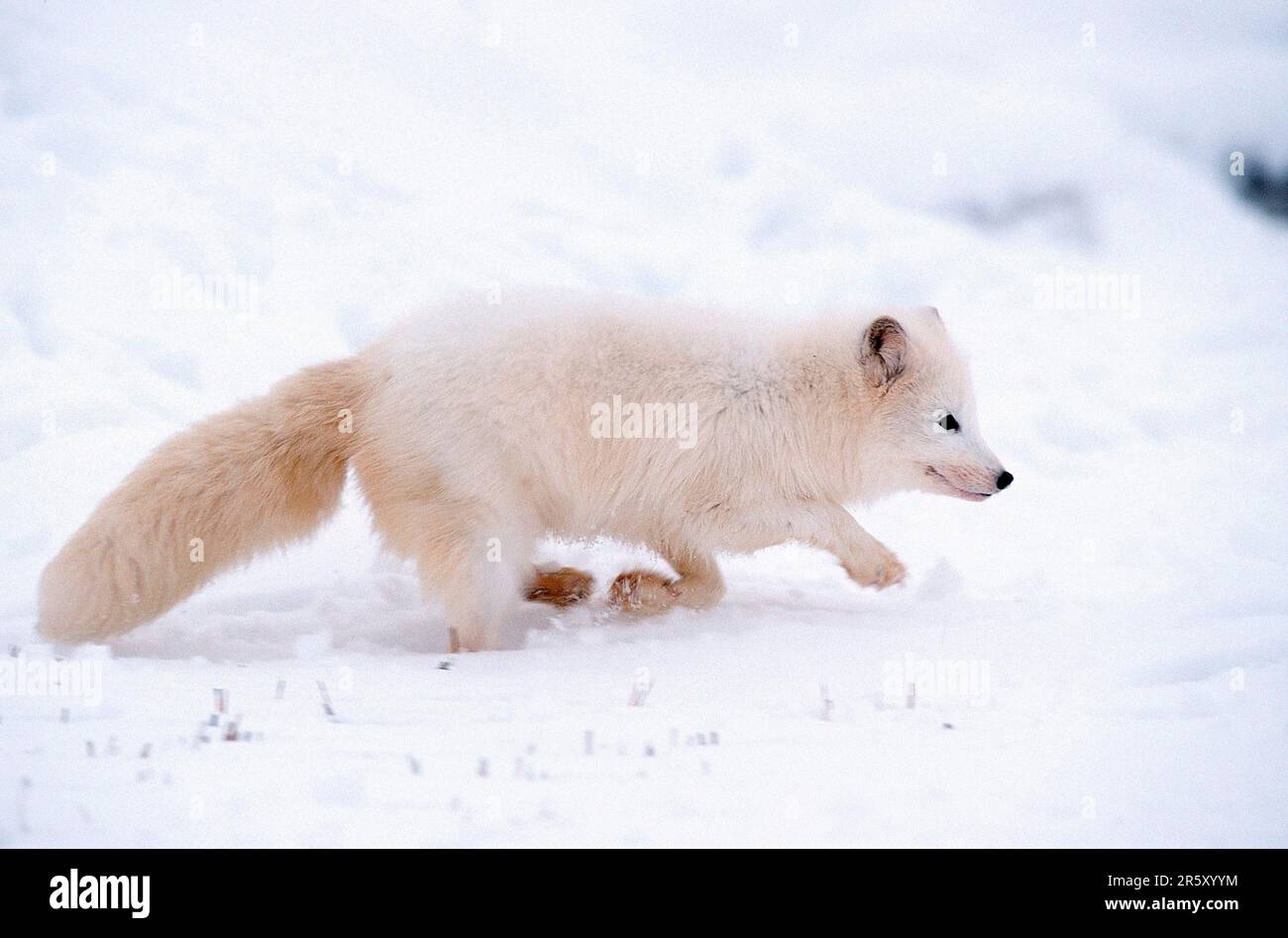 Arctic fox (Vulpes lagopus) (Alopex lagopus), Arctic, lateral Stock ...