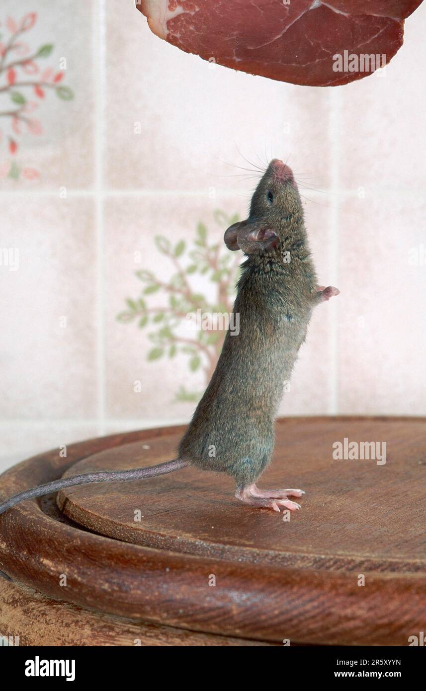 Mus musculus germany hi-res stock photography and images - Alamy