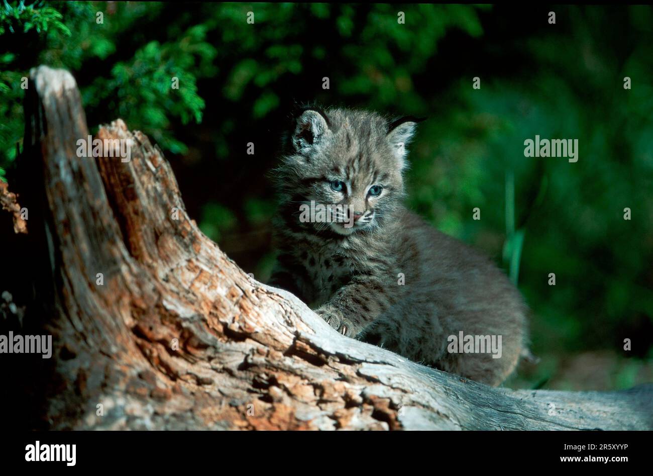 Bobcat (Lynx rufus) cub Stock Photo - Alamy
