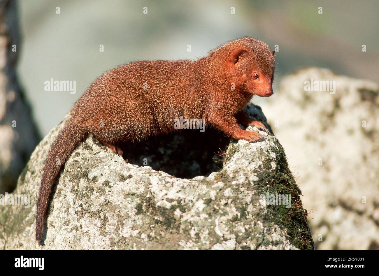 Mongoose stand hi-res stock photography and images - Alamy