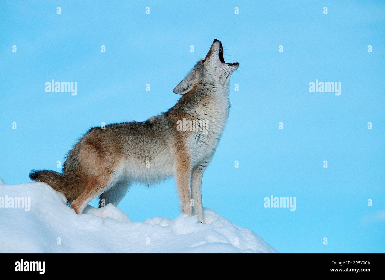 Coyote side hi-res stock photography and images - Alamy