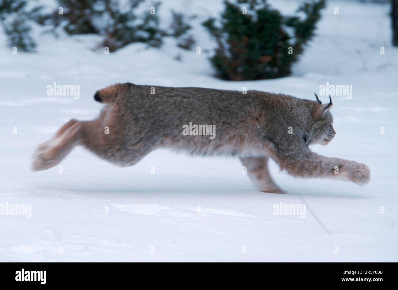 Canadian lynx (Lynx lynx canadensis) (Felis lynx canadensis), page ...