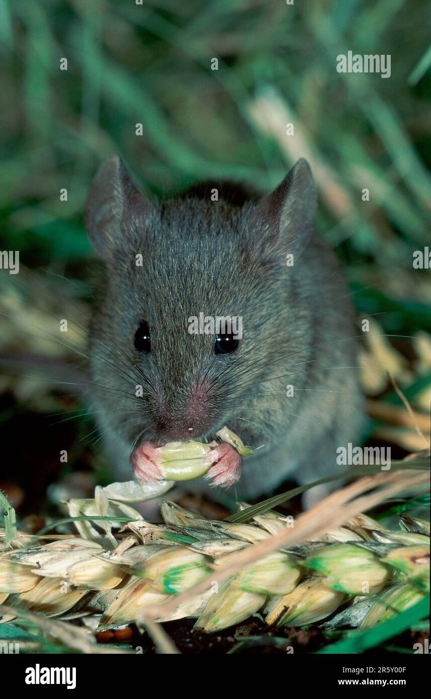 House Mouse (Mus musculus) eating grain, Germany Stock Photo - Alamy