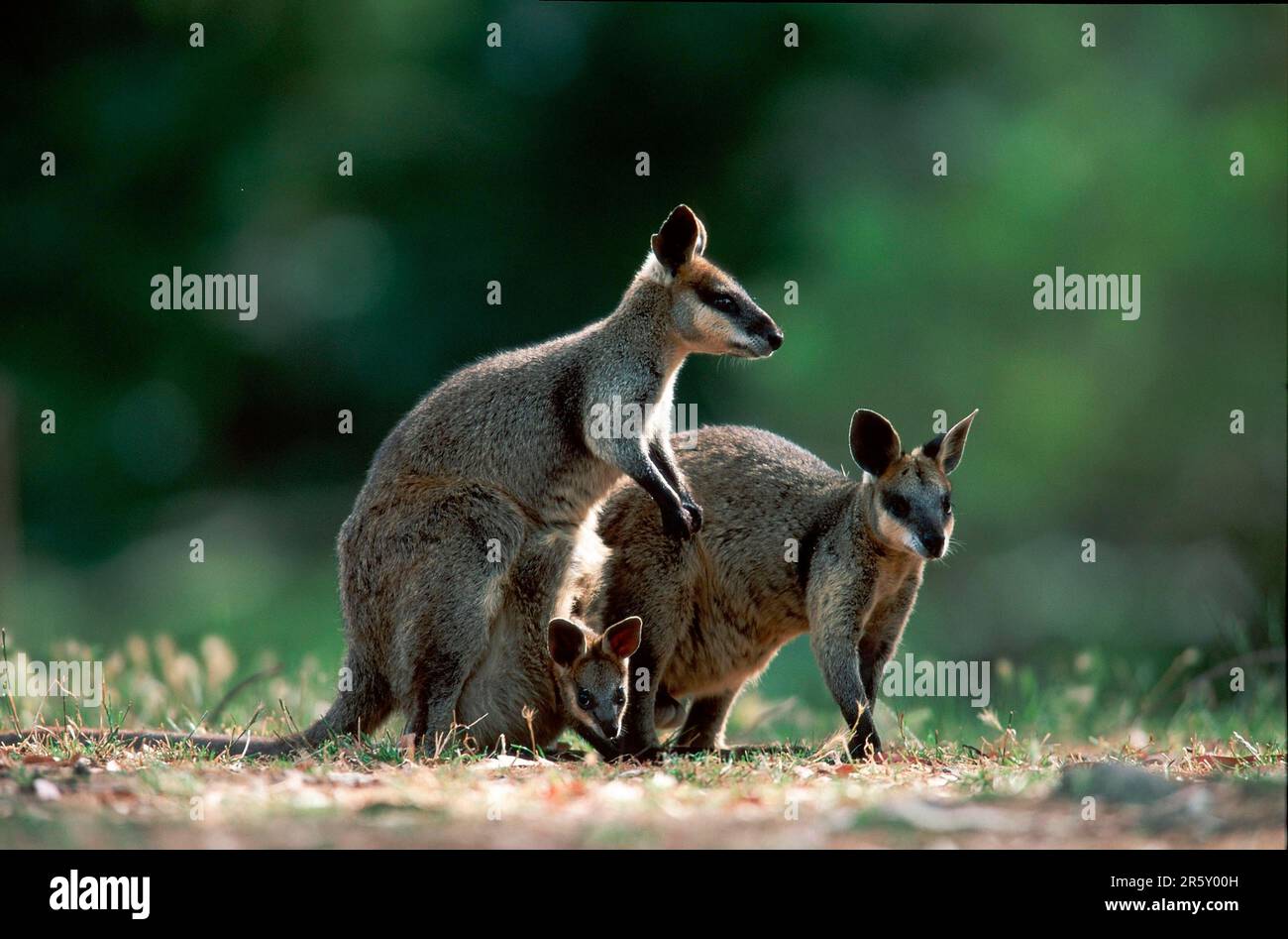 Schoenwallaby hi-res stock photography and images - Alamy