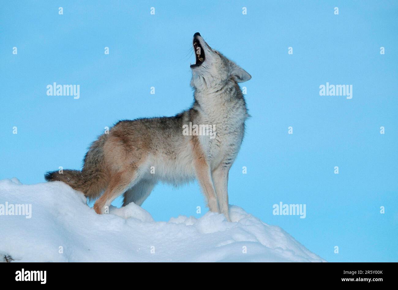 Coyote side view hi-res stock photography and images - Alamy